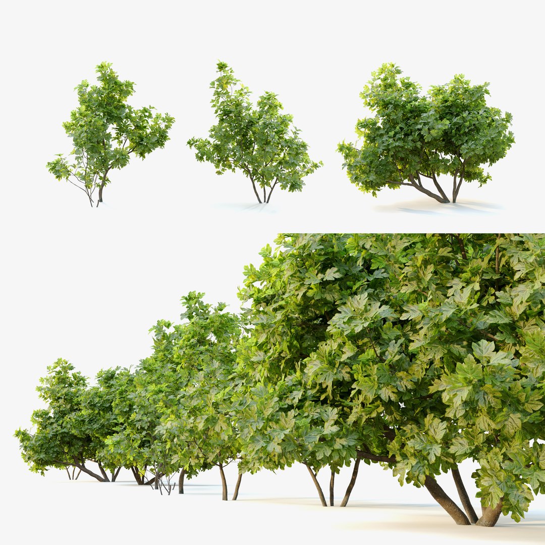 3D Fig Tree 3 Model - TurboSquid 1955431