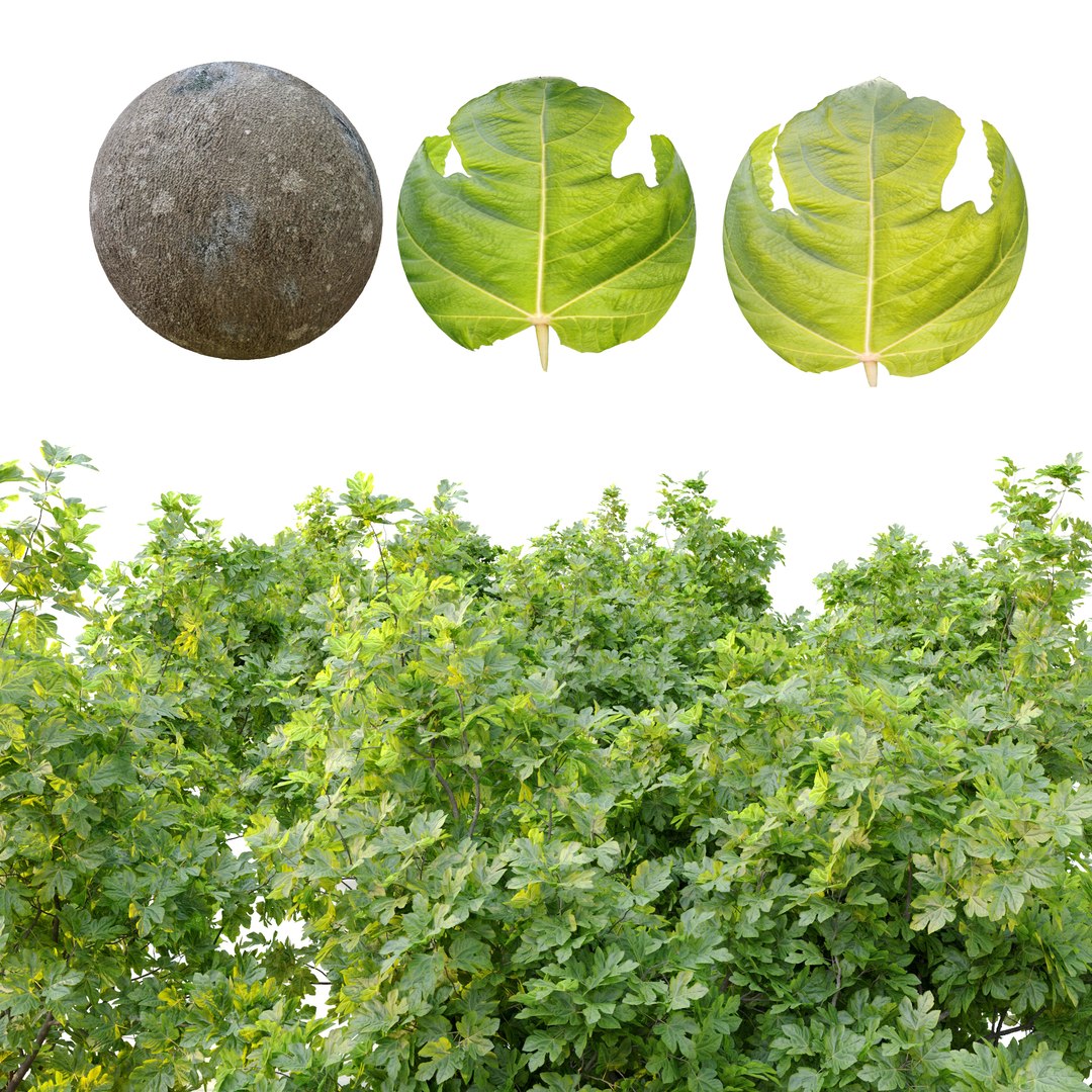 3D Fig Tree 3 Model - TurboSquid 1955431