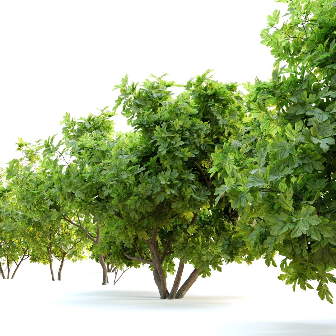3D Fig Tree 3 Model - TurboSquid 1955431