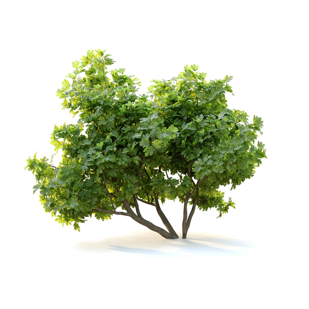 3D Fig Tree 3 Model - TurboSquid 1955431