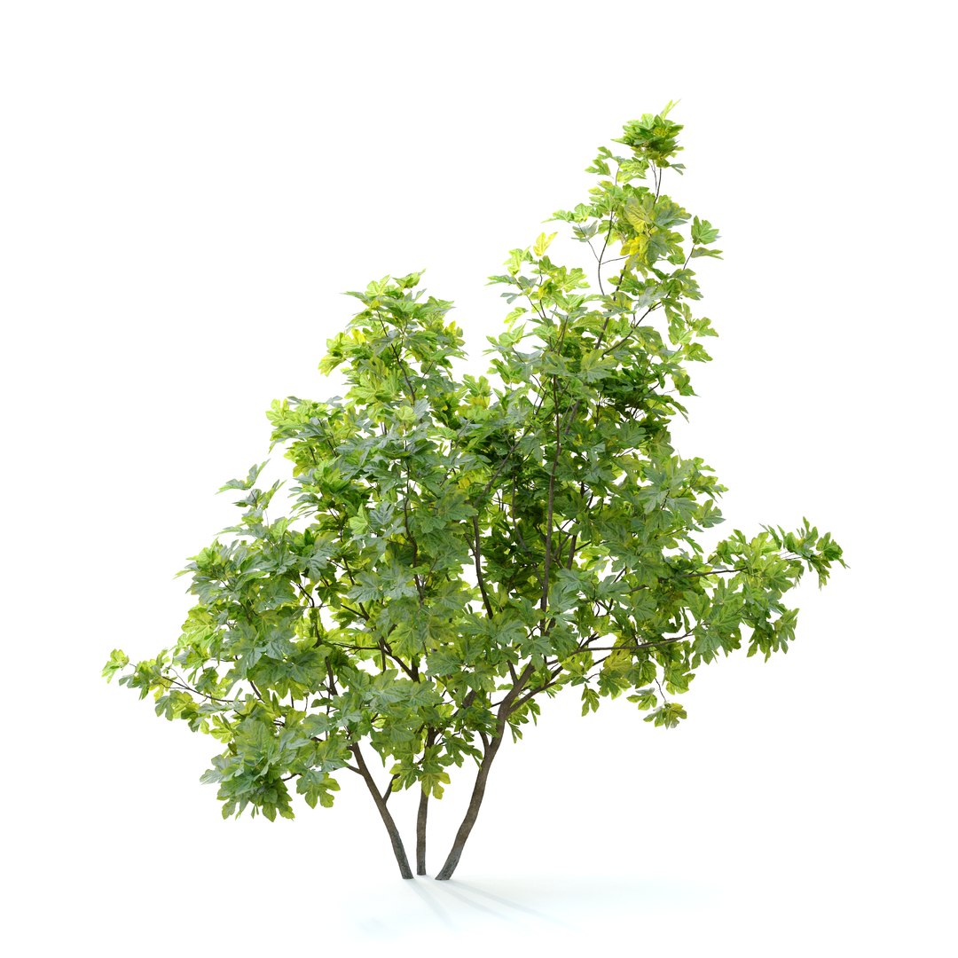 3D Fig Tree 3 Model - TurboSquid 1955431
