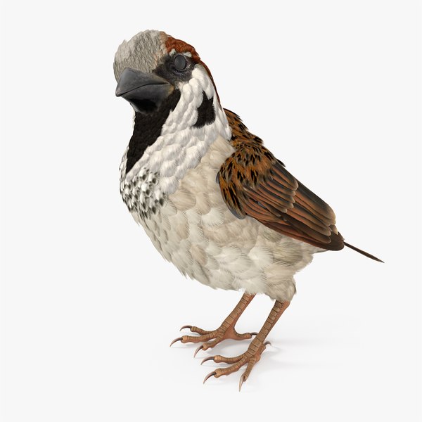 3D Sparrow Models | TurboSquid