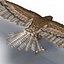 Rigged Eagles Modeled Animate Max