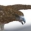 Rigged Eagles Modeled Animate Max