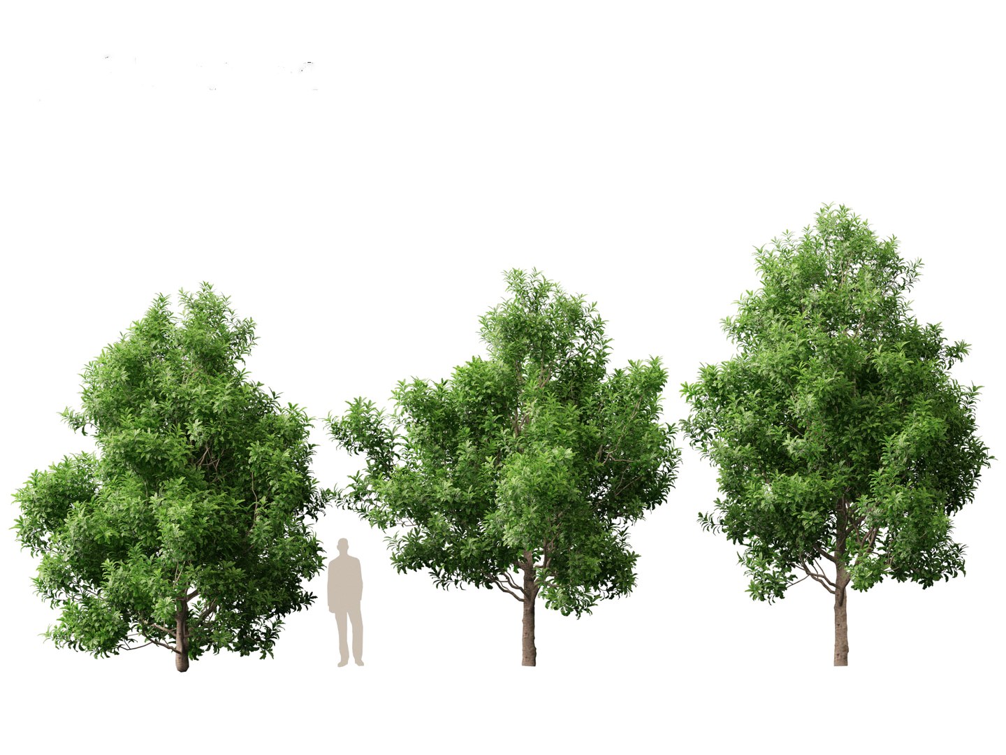 3D Model Pittosporum Eugenioides - Lemon Wood - TurboSquid 2197393