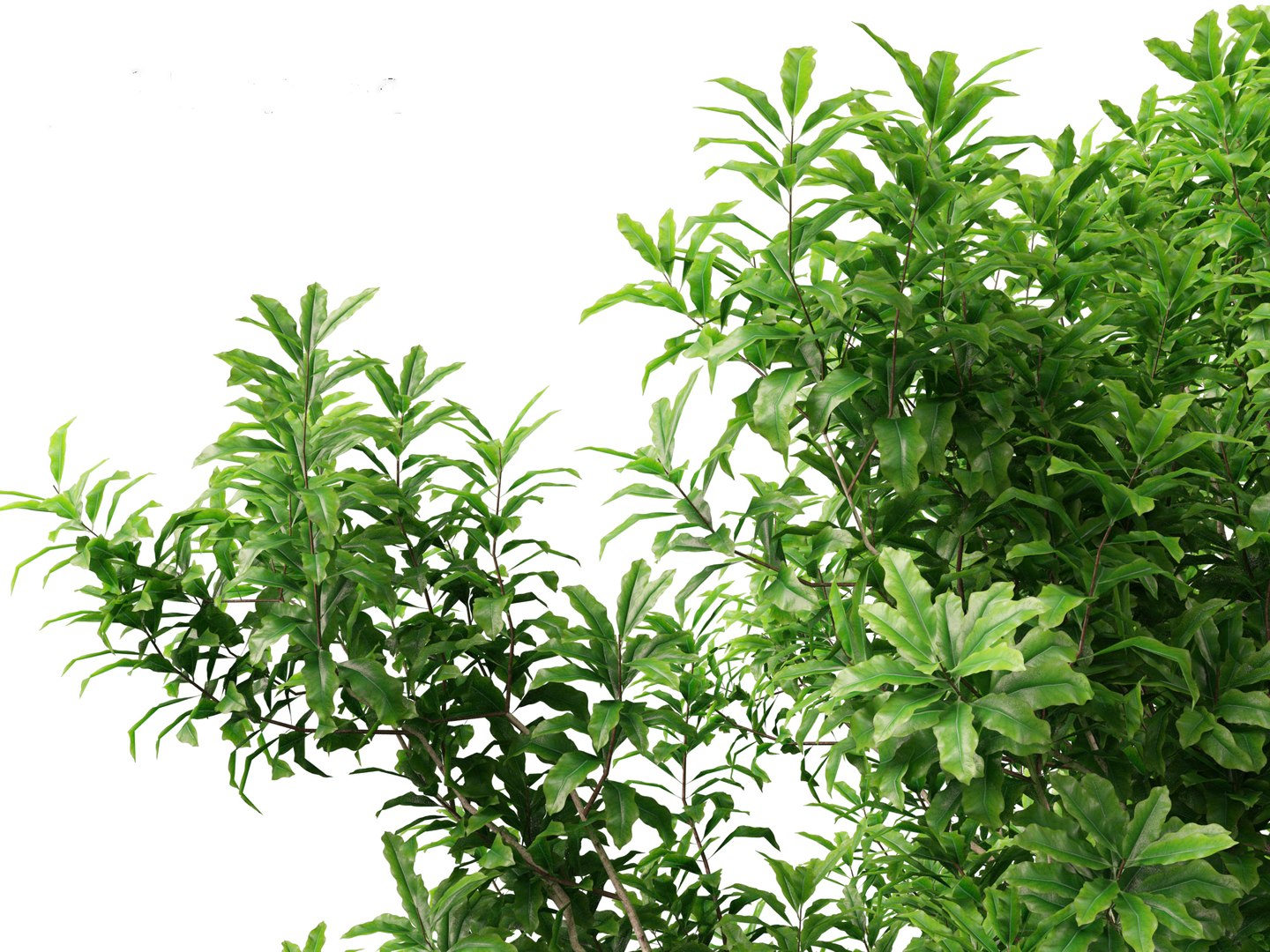 3D Model Pittosporum Eugenioides - Lemon Wood - TurboSquid 2197393