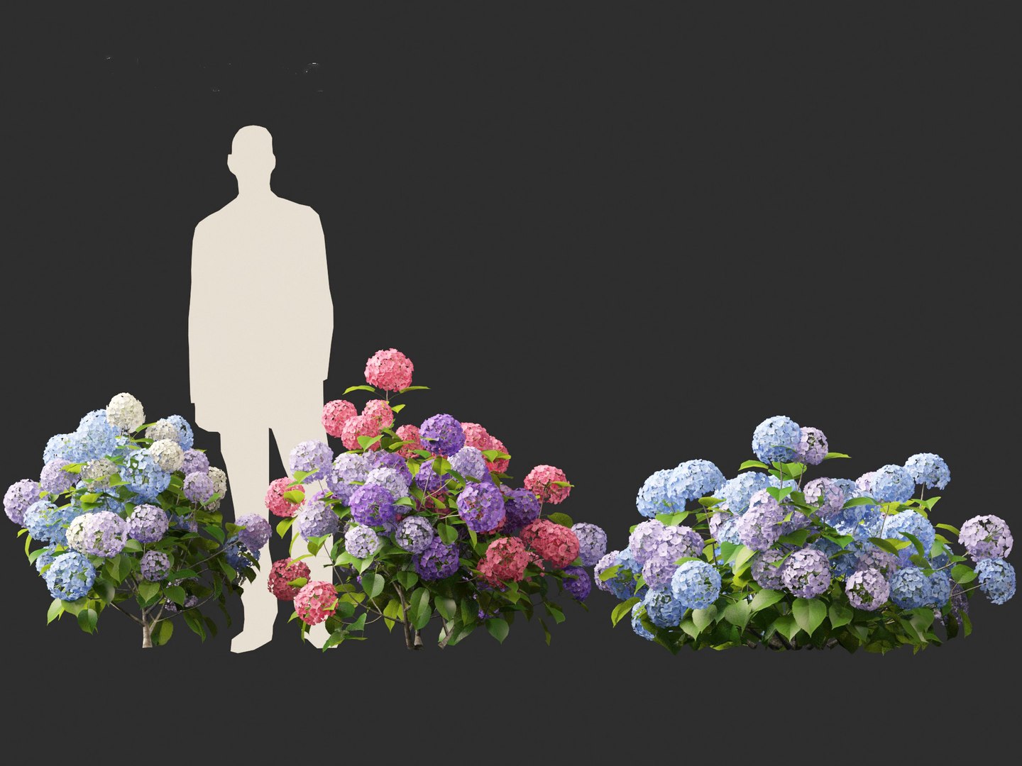 Hydrangea Macrophylla - Bigleaf Hydrangea 3D Model - TurboSquid 2121413