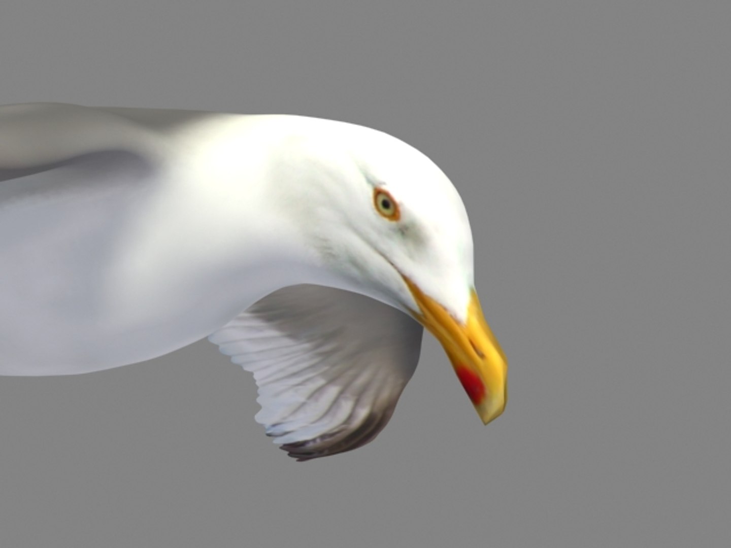 3d Seagull Animation Fully Rigged