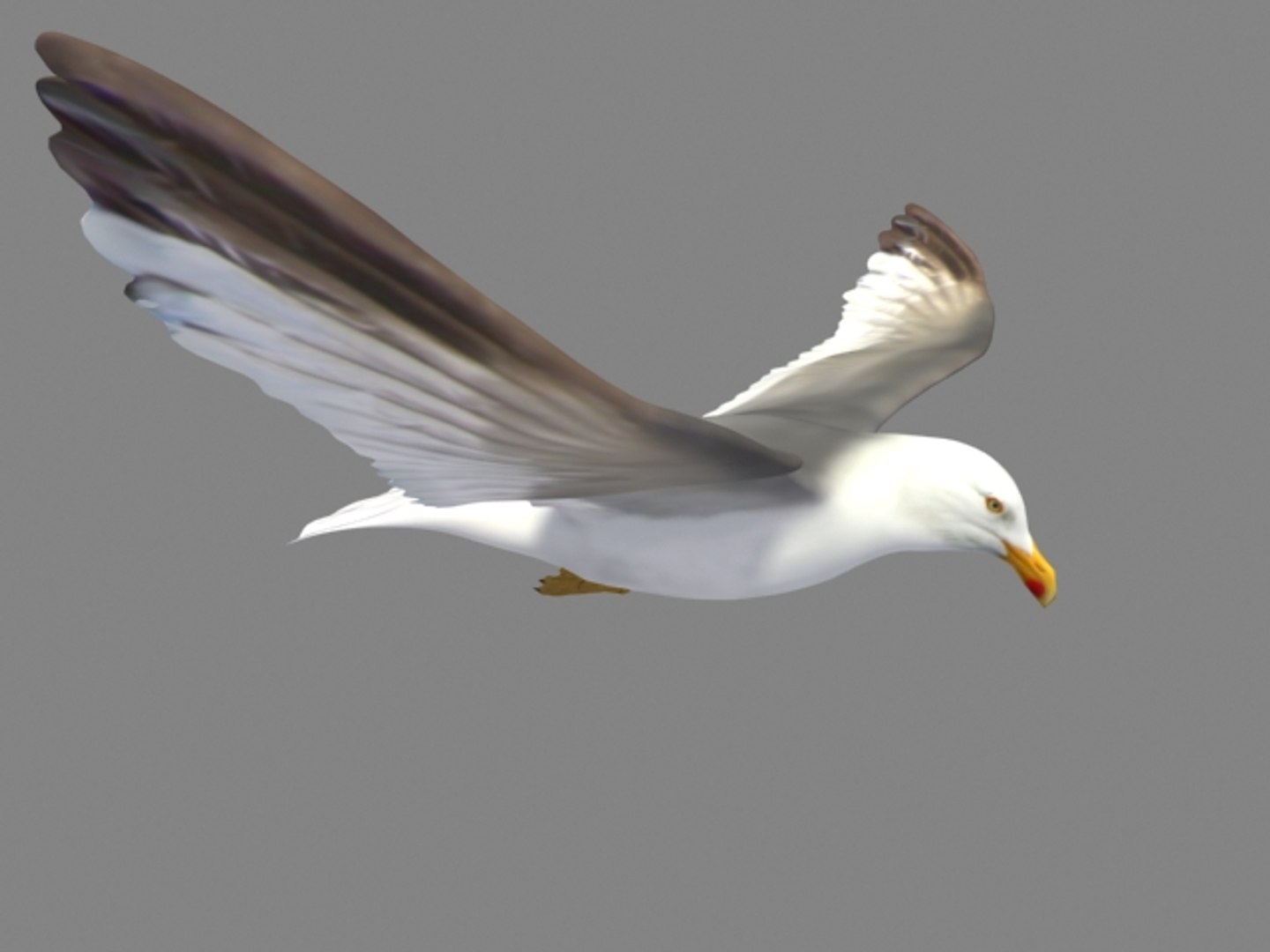 3d Seagull Animation Fully Rigged