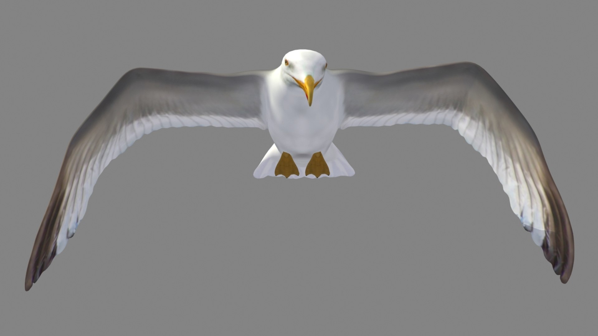 3d Seagull Animation Fully Rigged