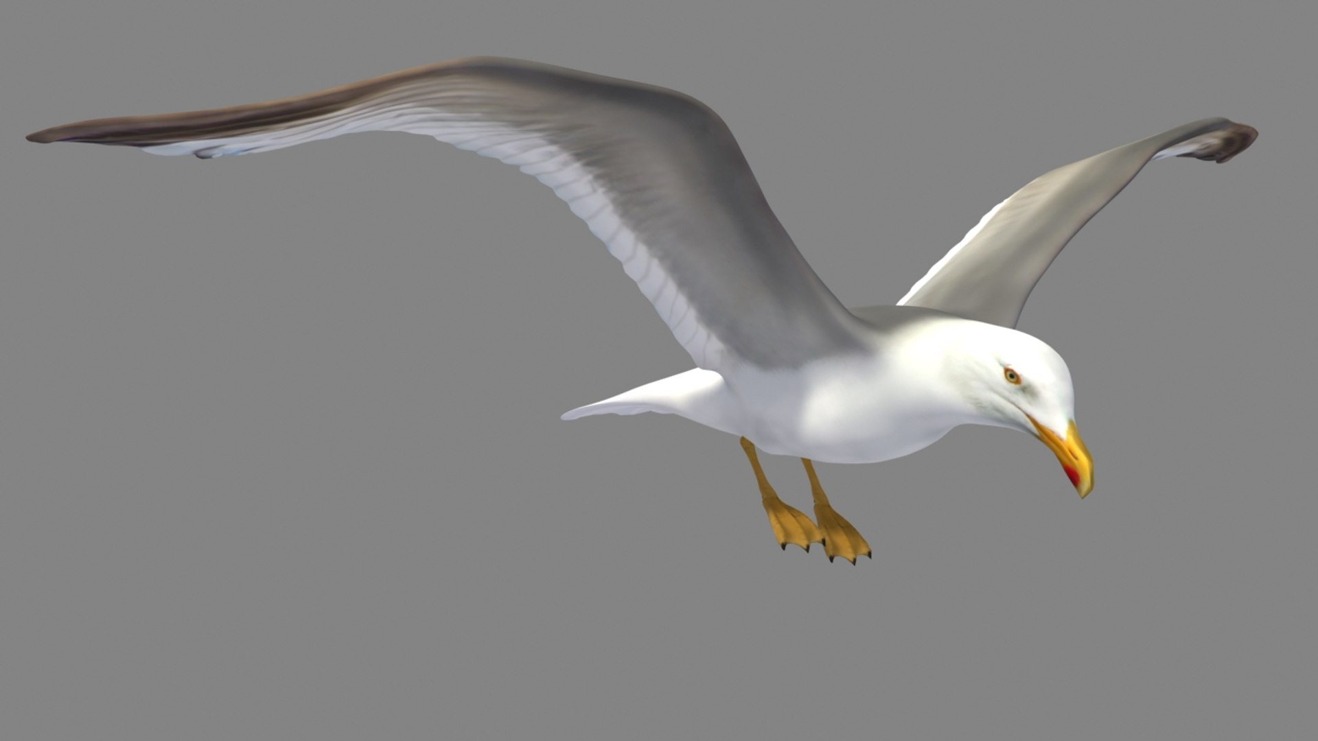 3d Seagull Animation Fully Rigged