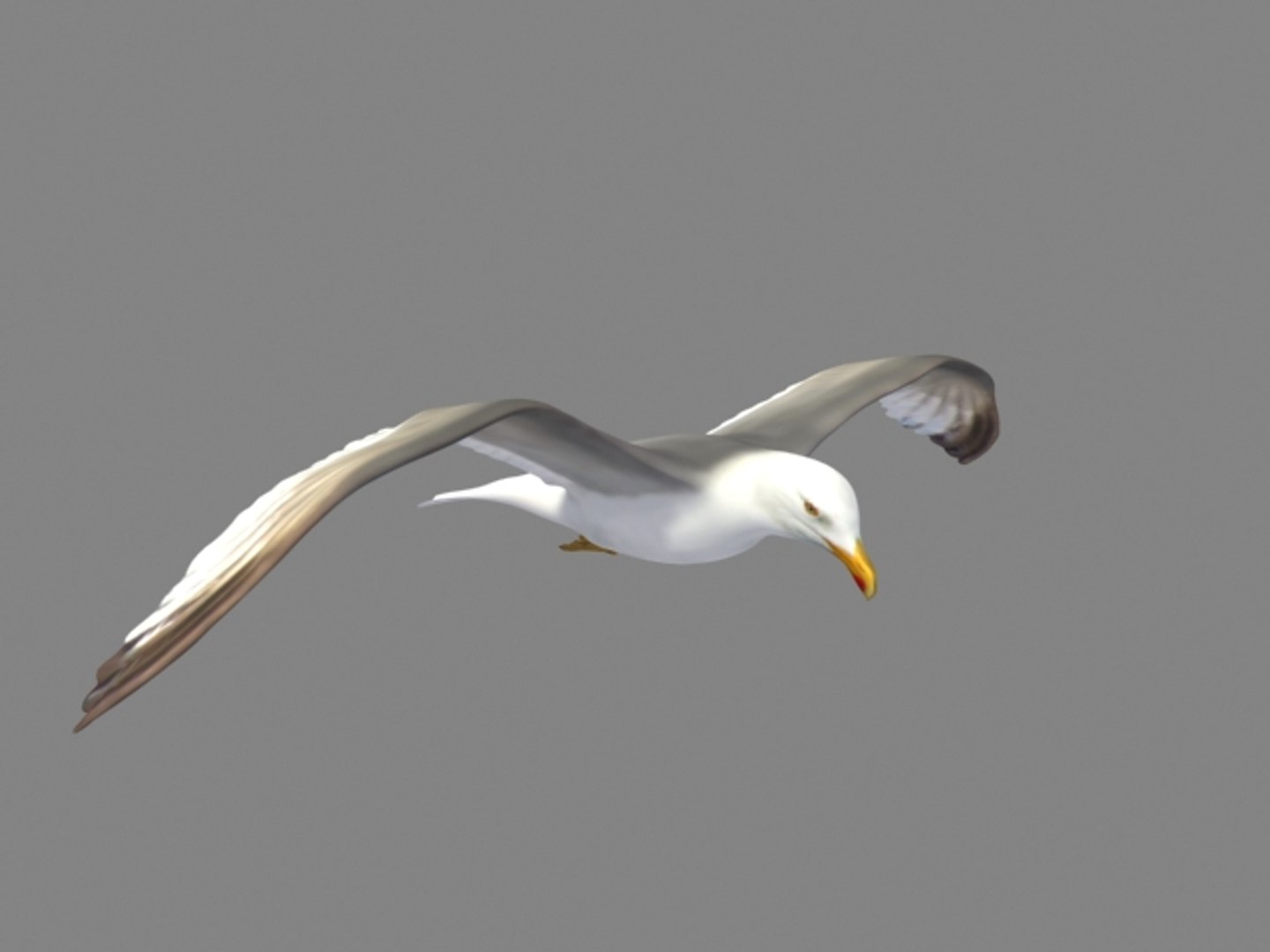 3d Seagull Animation Fully Rigged