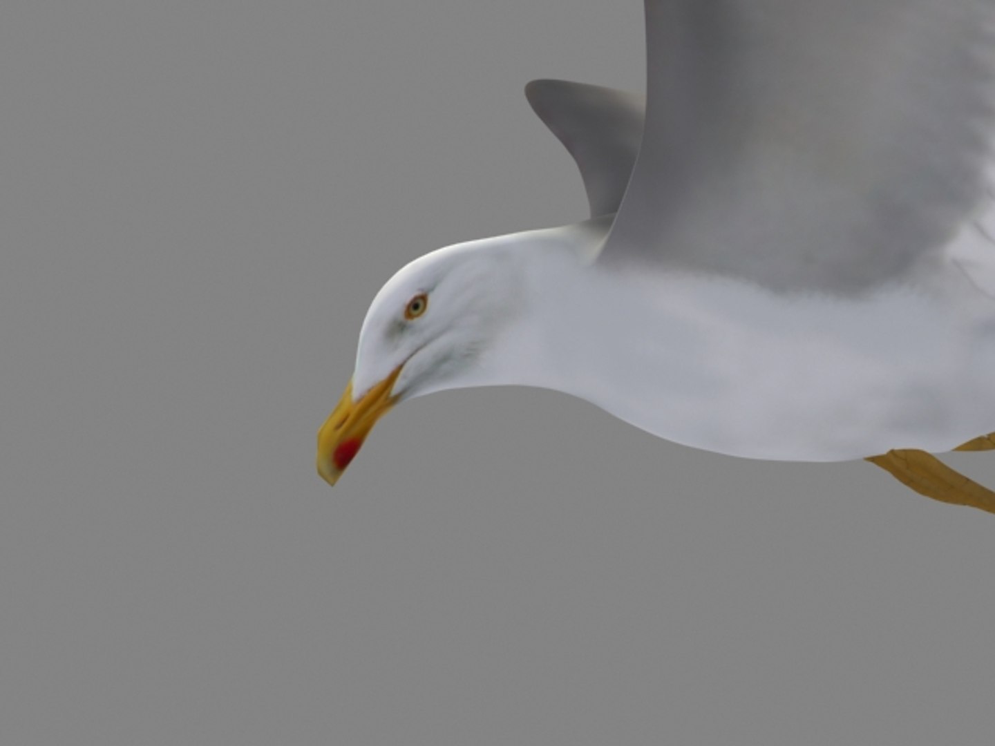 3d Seagull Animation Fully Rigged