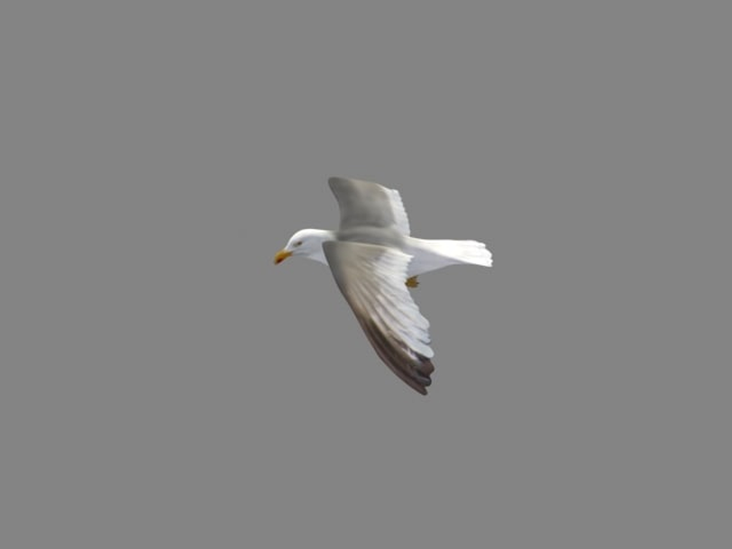3d Seagull Animation Fully Rigged
