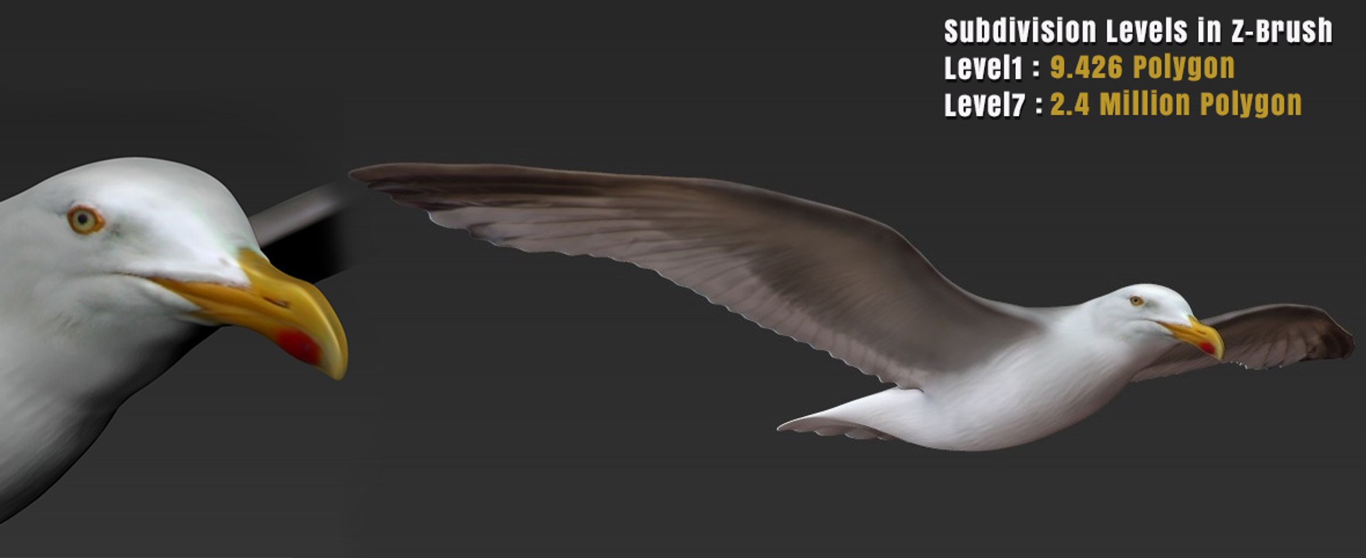 3d Seagull Animation Fully Rigged