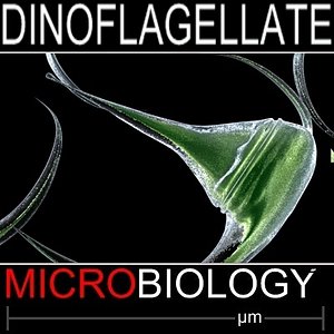 protist protista halteria 3d model