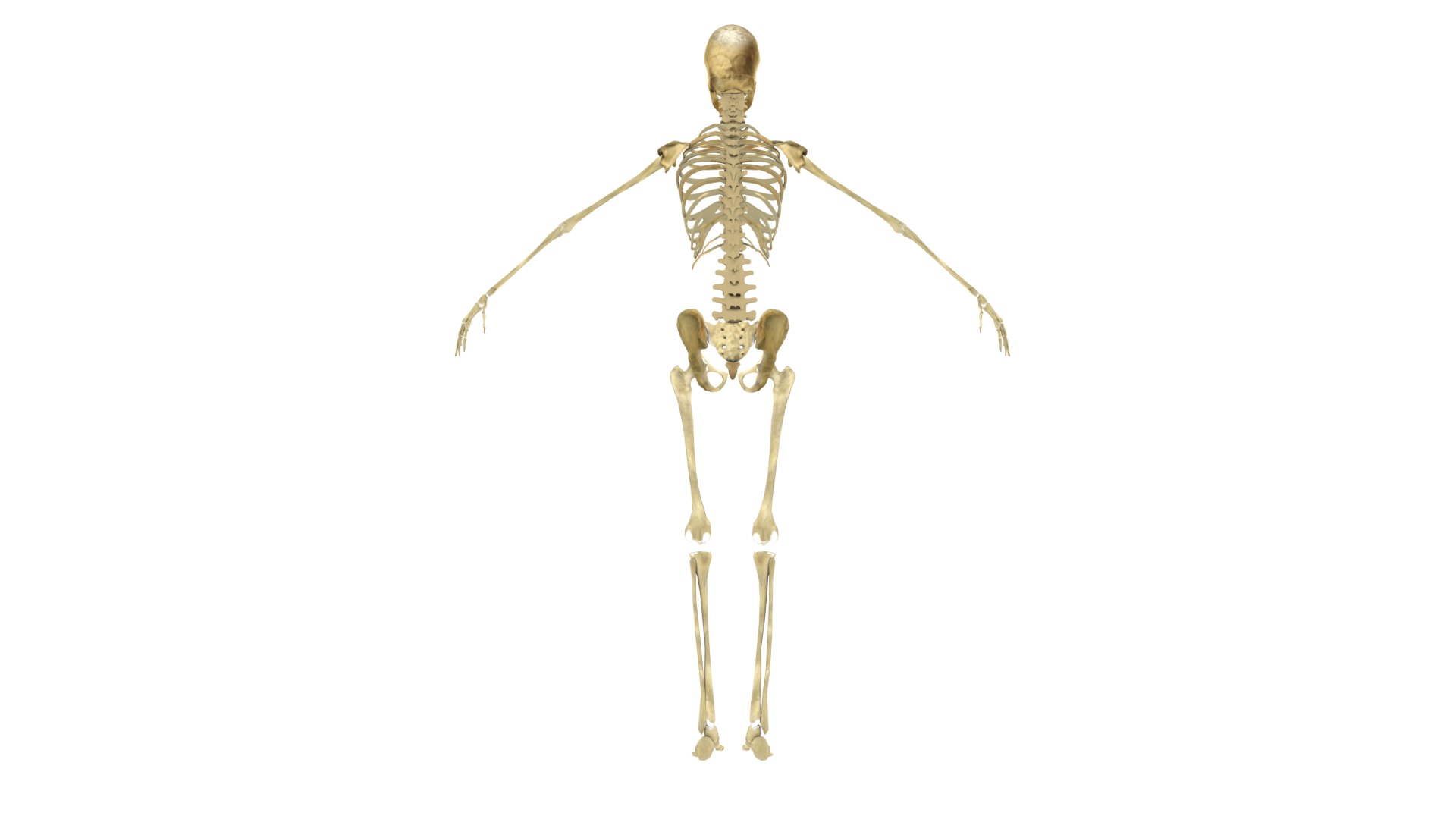 3D model Female Skeleton High-Quality 3D Model for Anatomy and ...