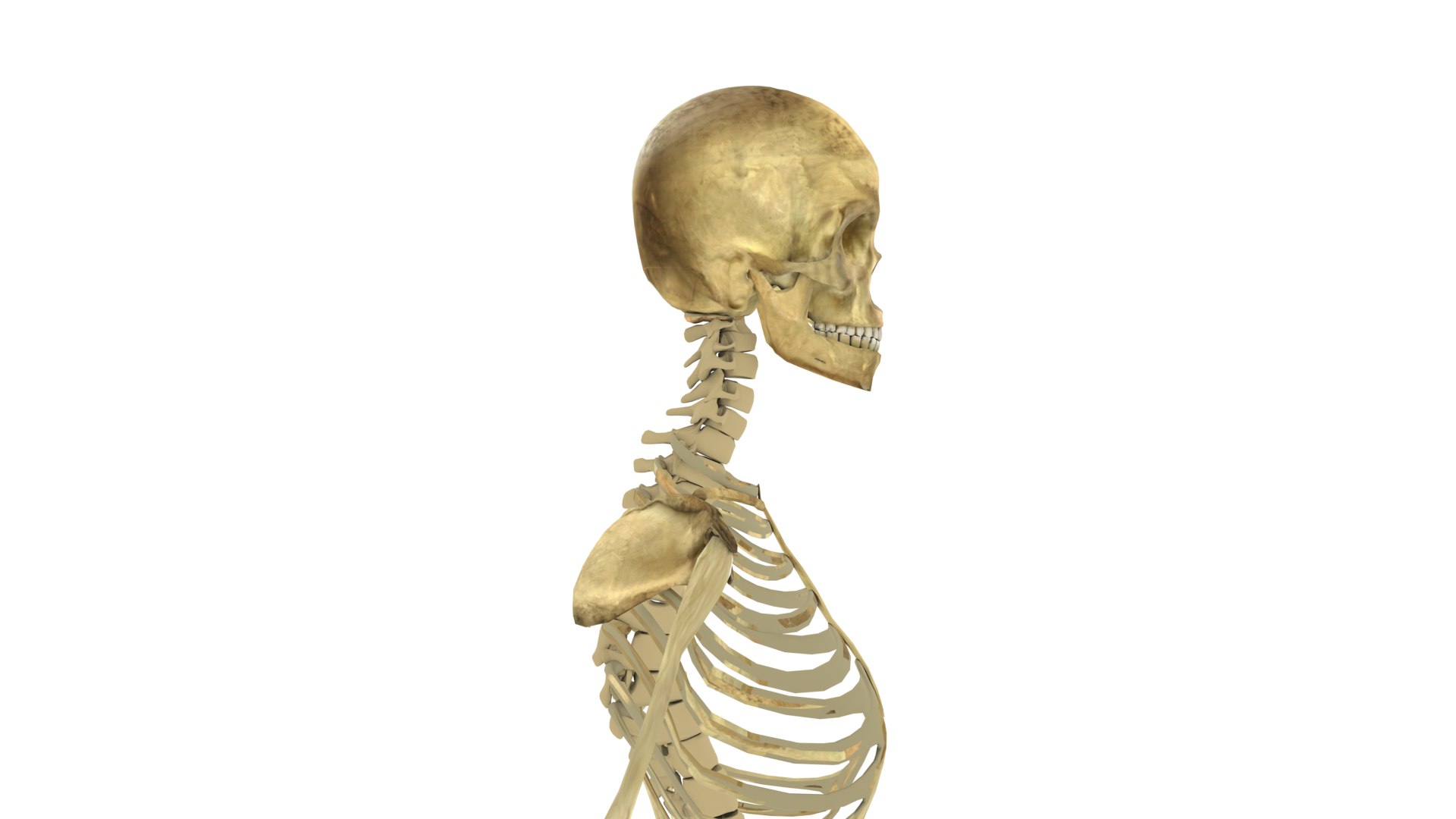 3D model Female Skeleton High-Quality 3D Model for Anatomy and ...