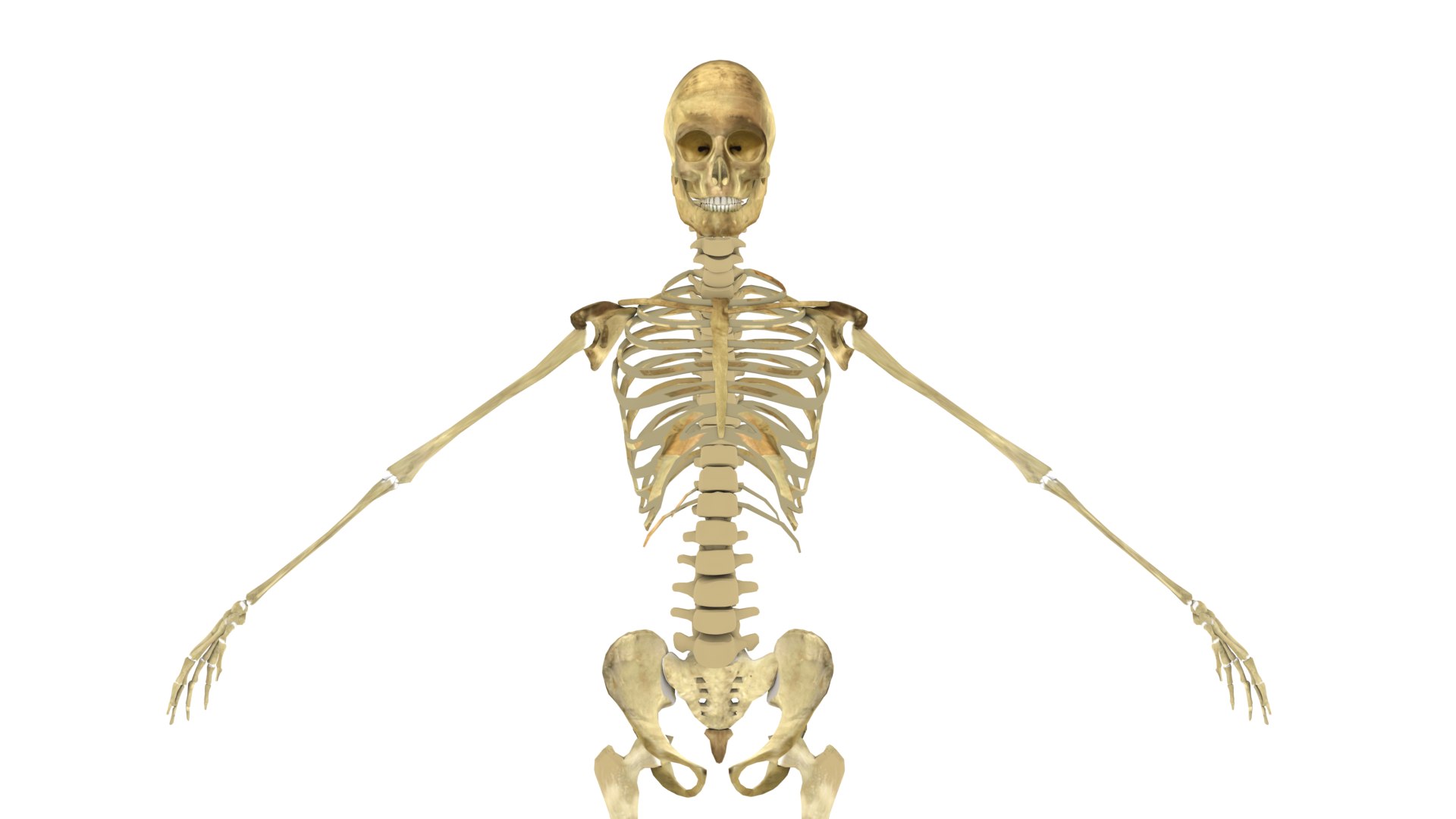 3D model Female Skeleton High-Quality 3D Model for Anatomy and ...