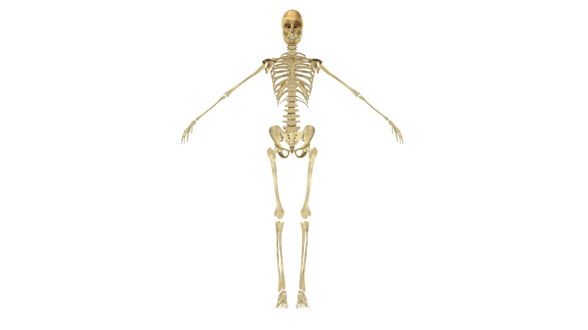 3D model Female Skeleton High-Quality 3D Model for Anatomy and ...