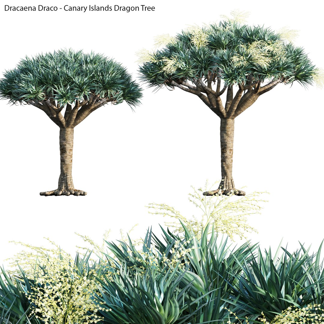 dragon tree top view