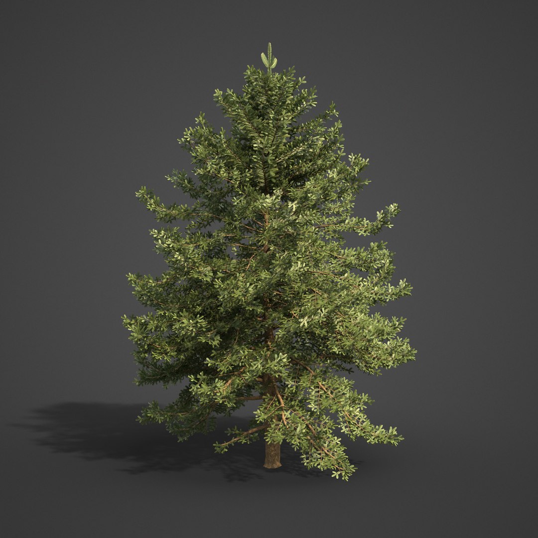 3D Tree Nature Conifer - TurboSquid 1676969