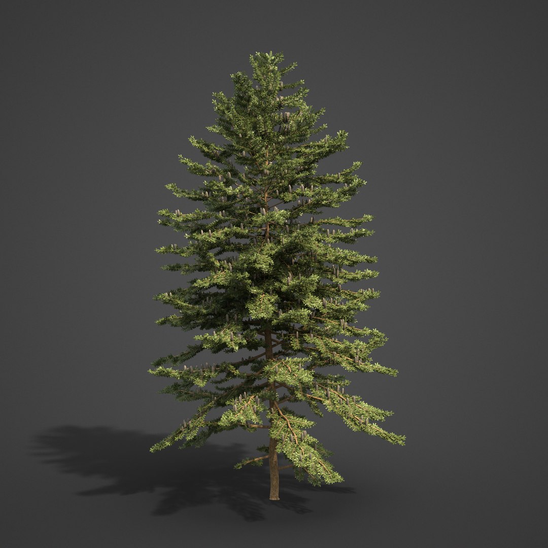 3D Tree Nature Conifer - TurboSquid 1676969
