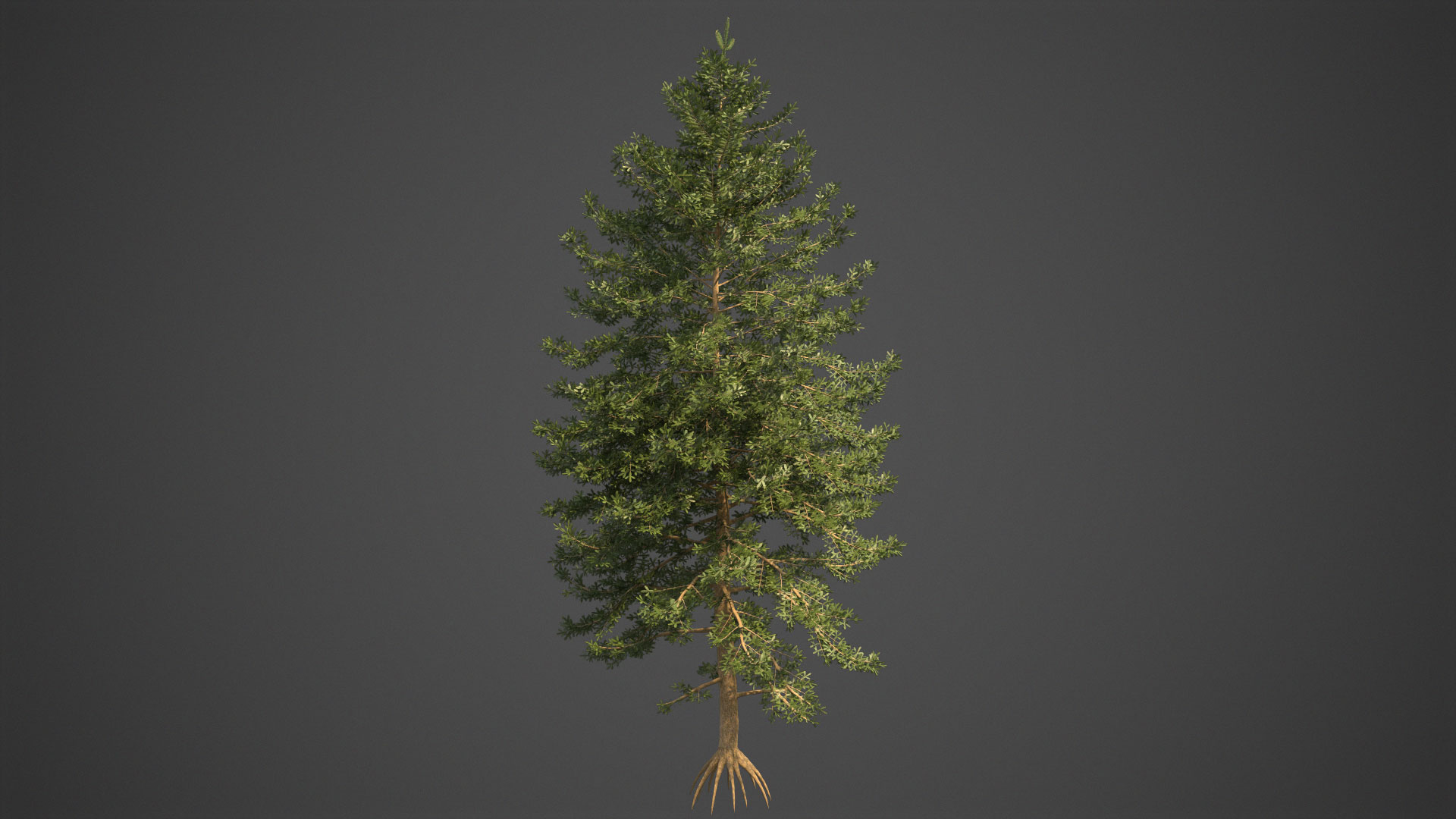 3D Tree Nature Conifer - TurboSquid 1676969