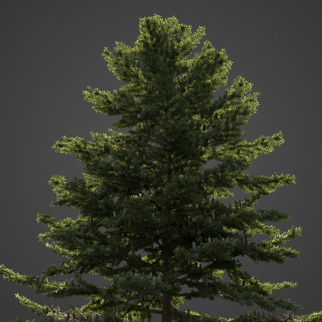 3D Tree Nature Conifer - TurboSquid 1676969