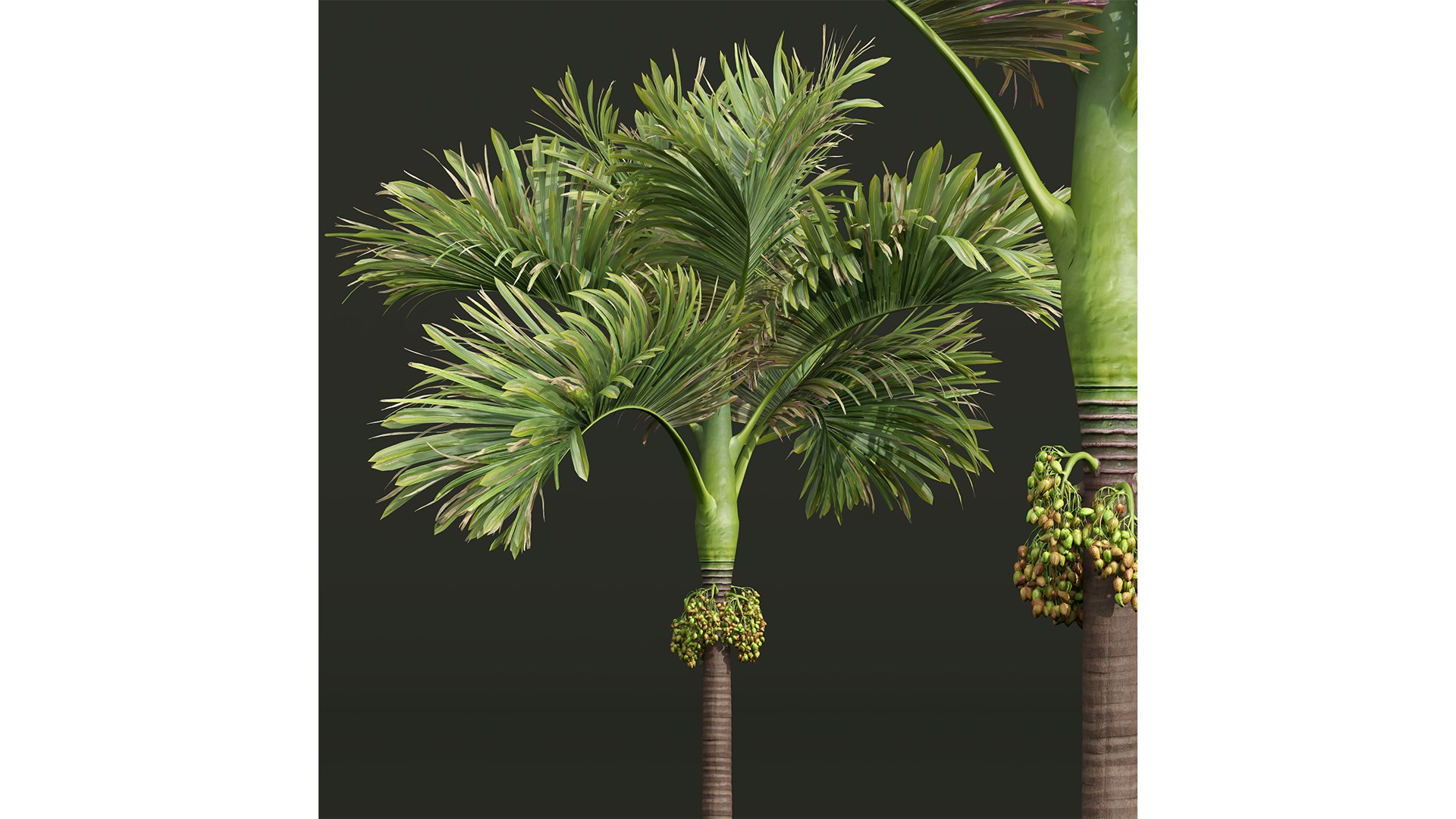 New Plant High detail Areca Catechu Decorative Garden Fruit 3D ...