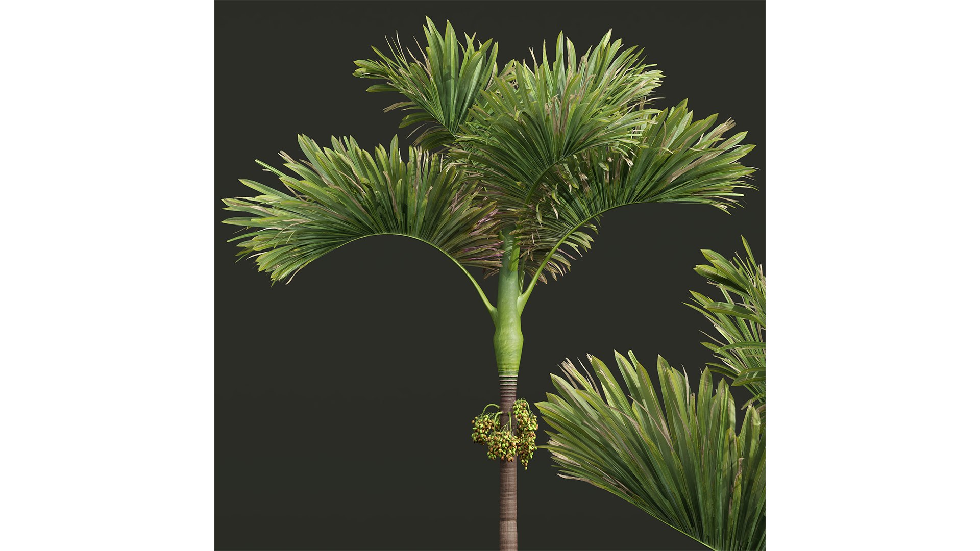 New Plant High detail Areca Catechu Decorative Garden Fruit 3D ...