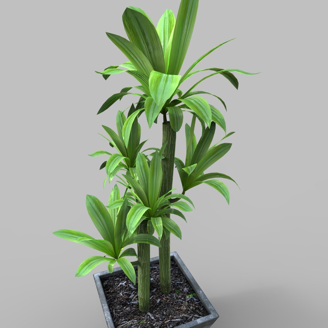 3D Tropical Plant 3d3 Model - TurboSquid 1253581