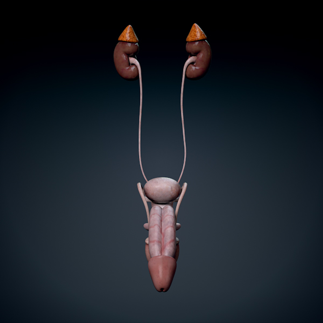 Human Male Torso Anatomy Muscles 3d Model