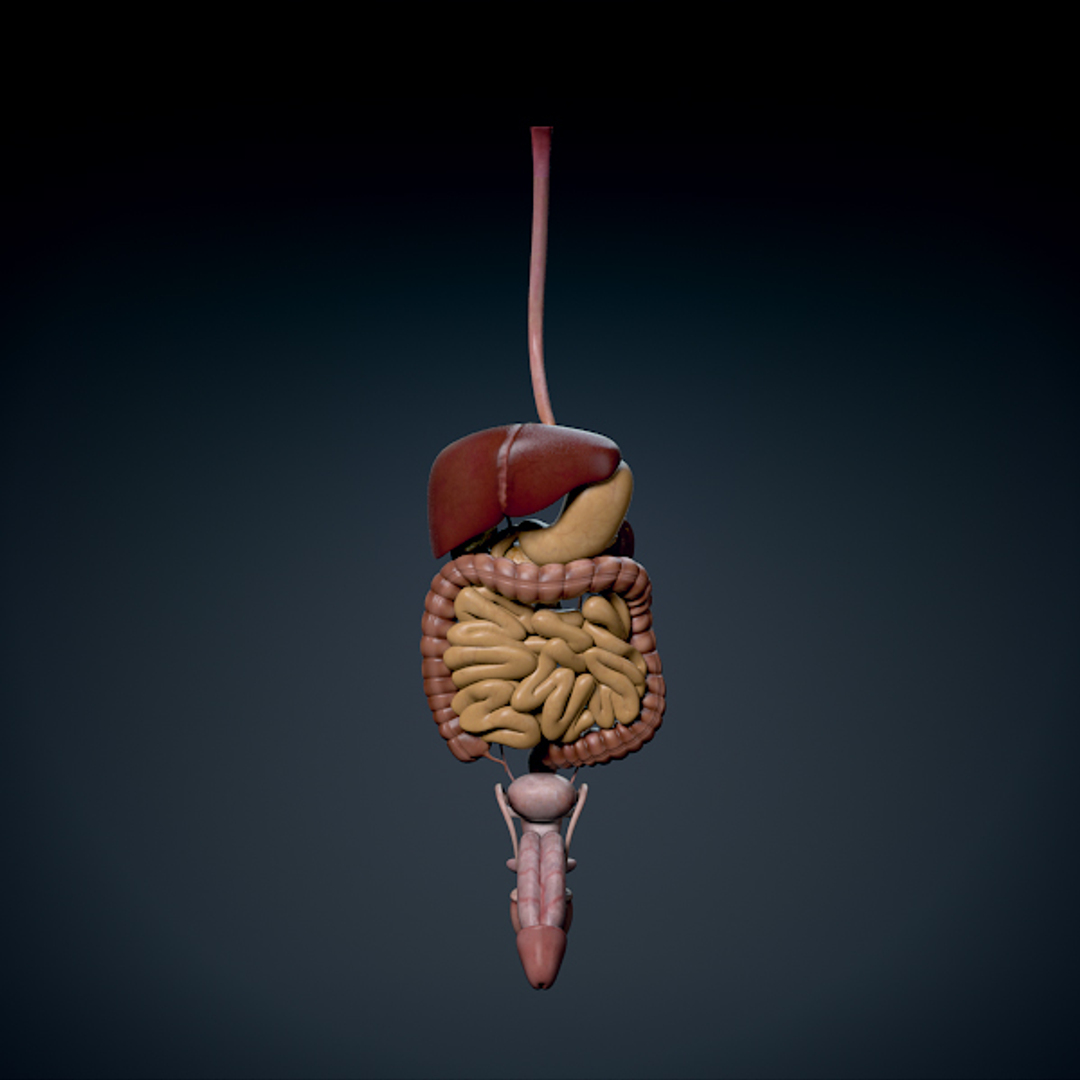 Human Male Torso Anatomy Muscles 3d Model