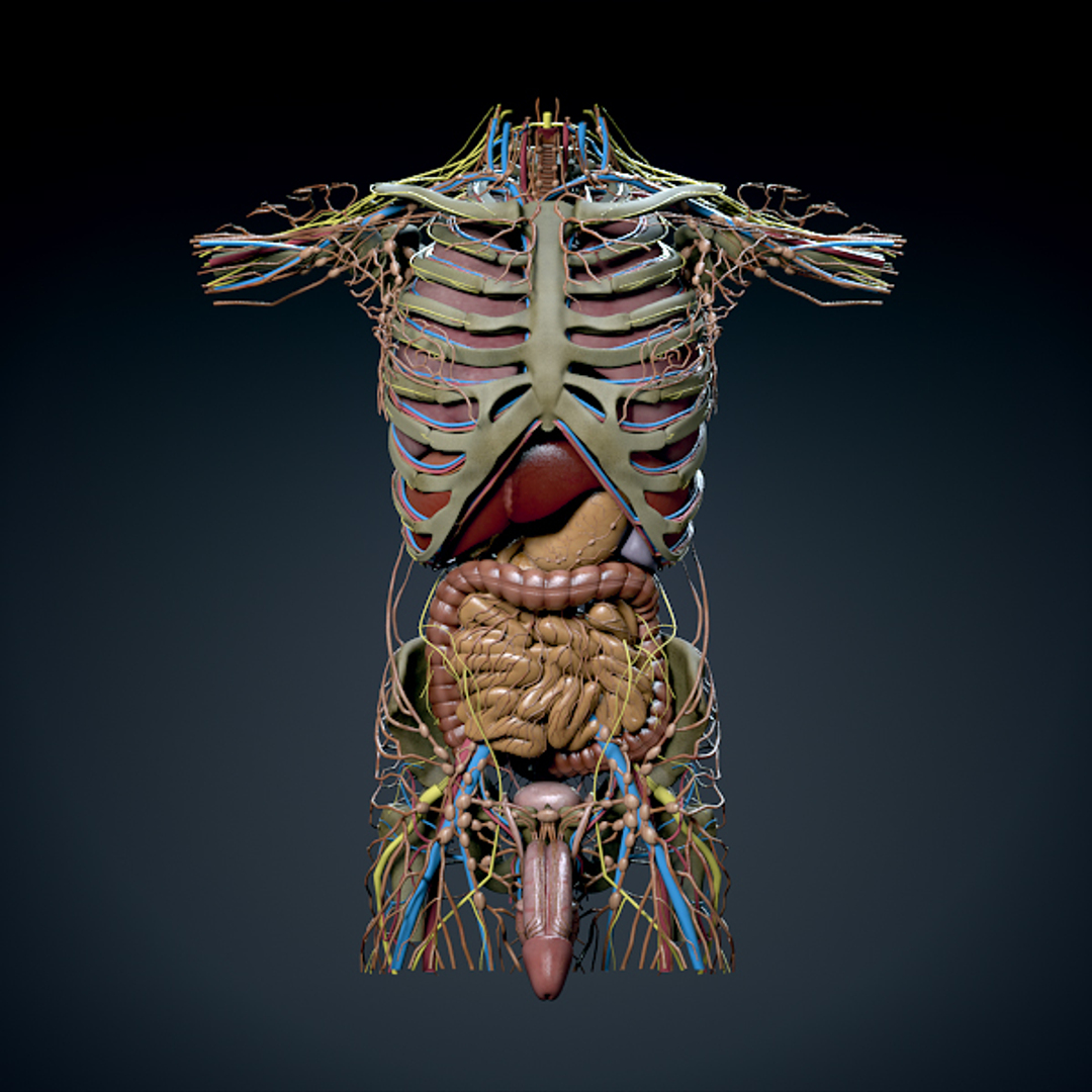 Human Male Torso Anatomy Muscles 3d Model