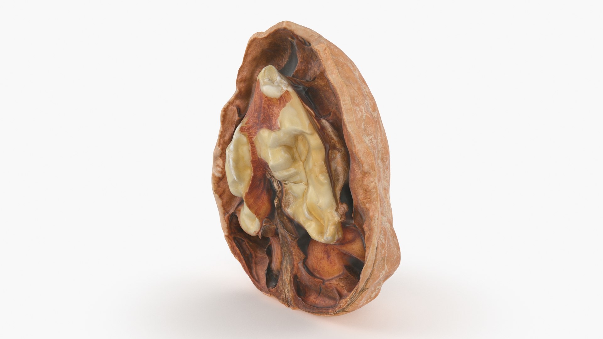 Open Half Walnut Shell 02 3D Model - TurboSquid 1968432