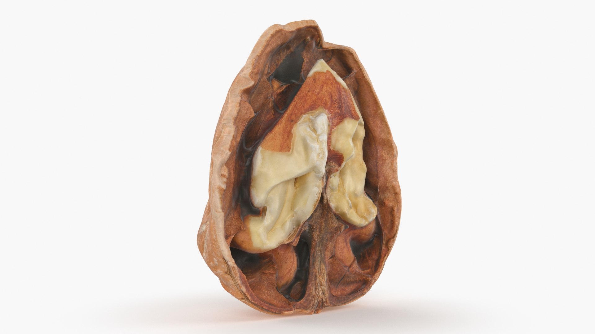 Open Half Walnut Shell 02 3D Model - TurboSquid 1968432