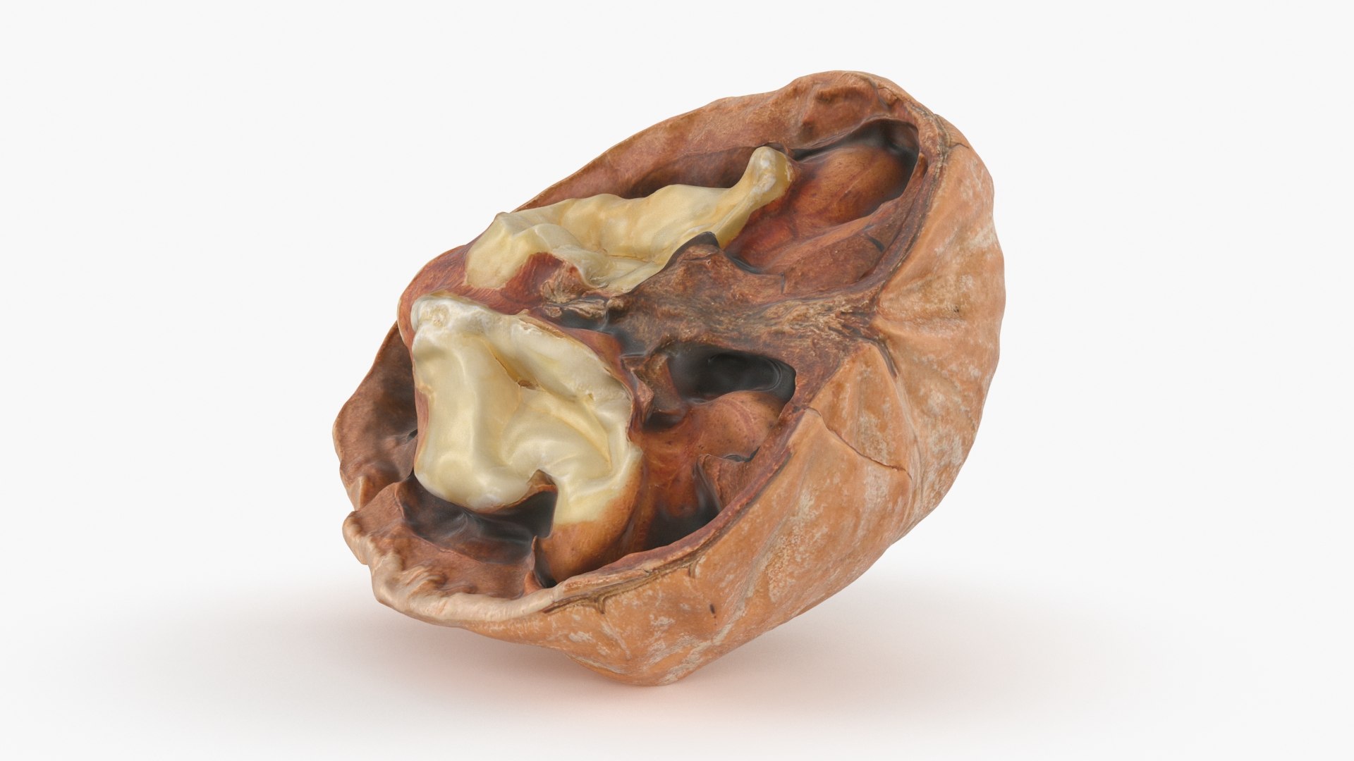 Open Half Walnut Shell 02 3D Model - TurboSquid 1968432