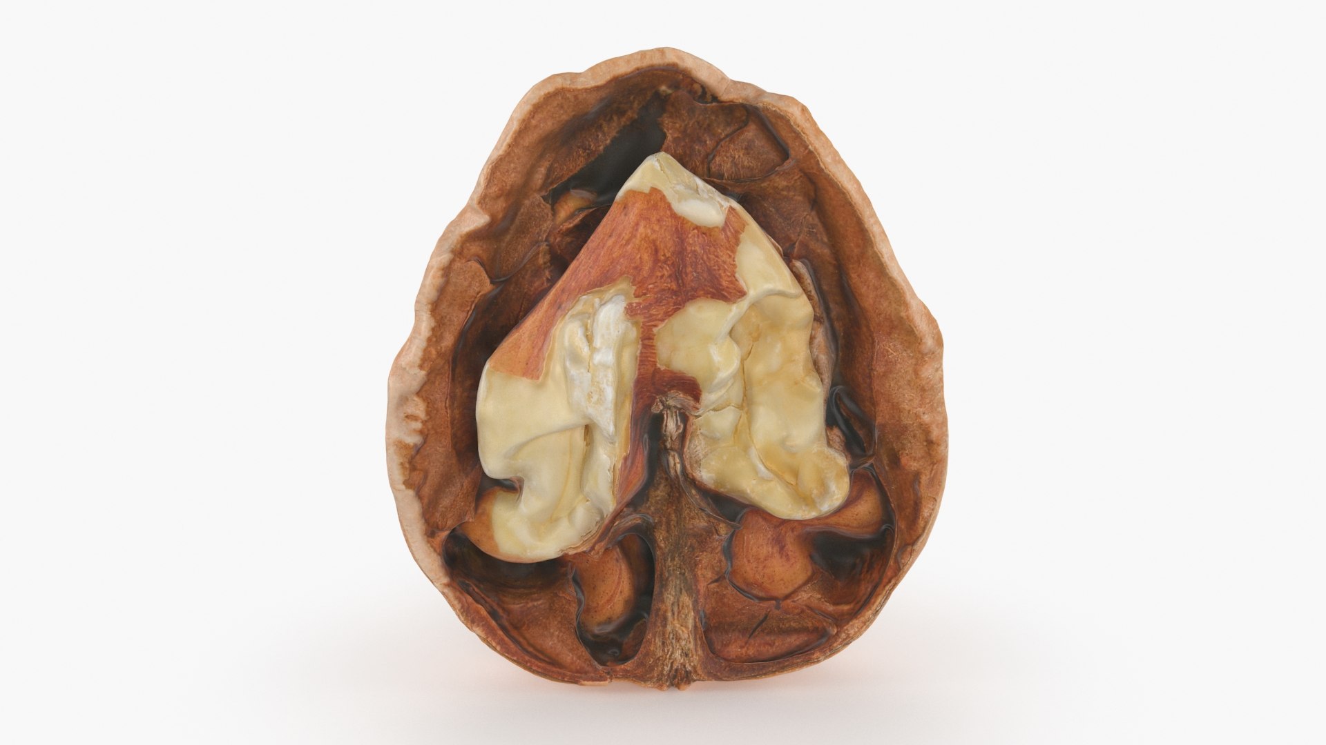 Open Half Walnut Shell 02 3D Model - TurboSquid 1968432