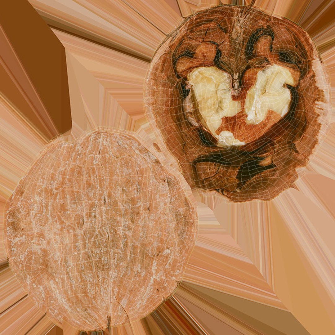 Open Half Walnut Shell 02 3D Model - TurboSquid 1968432