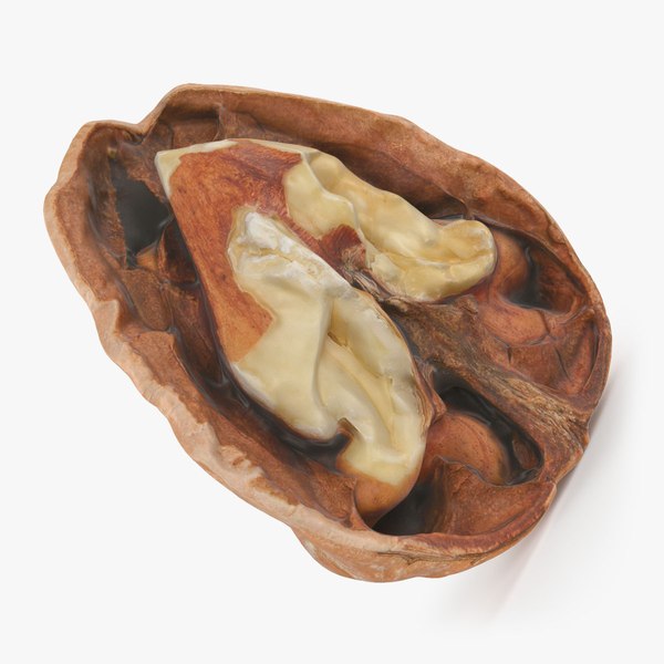 Open Half Walnut Shell 02 3D model - TurboSquid 1968432