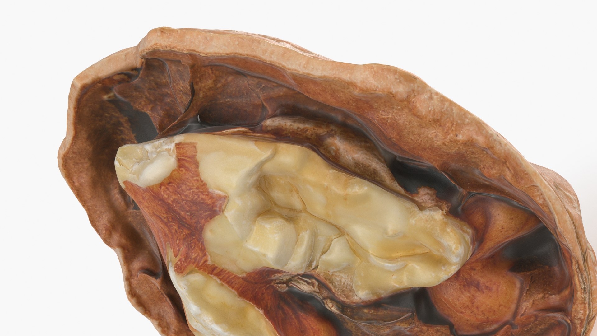 Open Half Walnut Shell 02 3D Model - TurboSquid 1968432