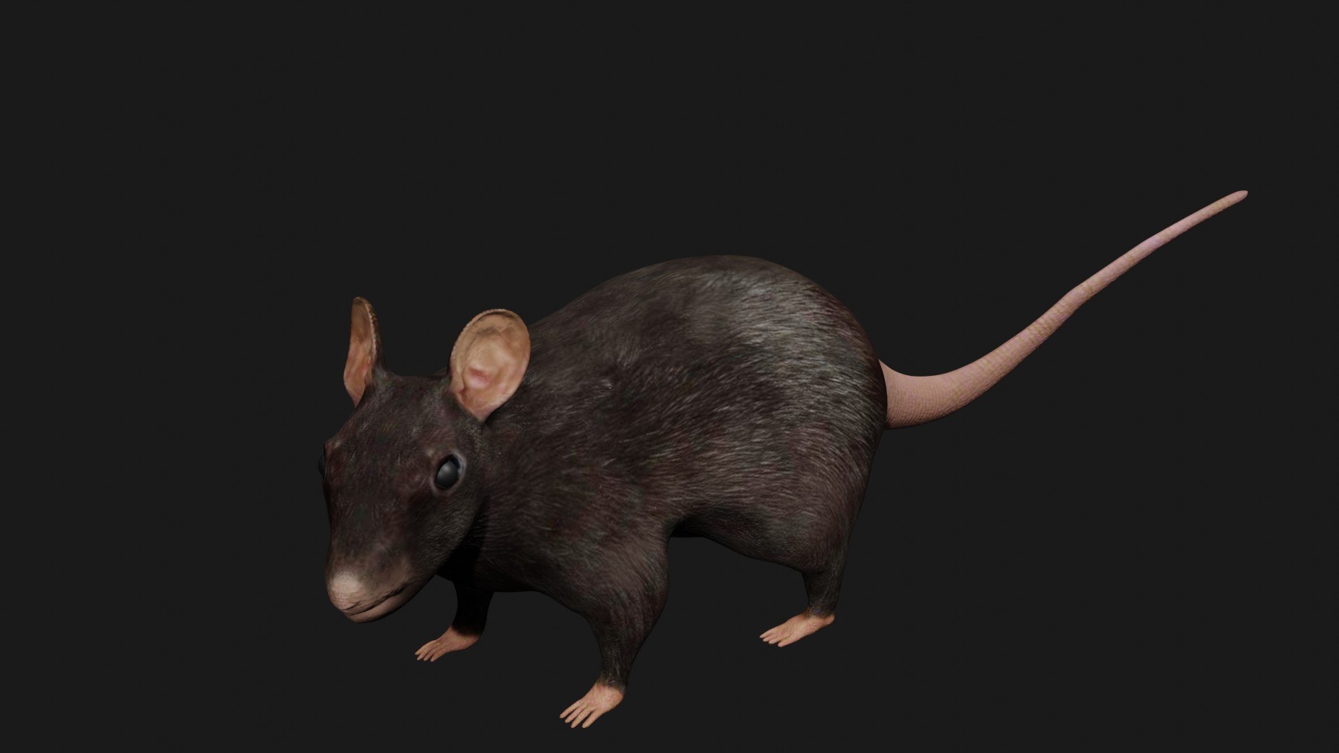 Black Mouse Rigged 3D Model - TurboSquid 1661445