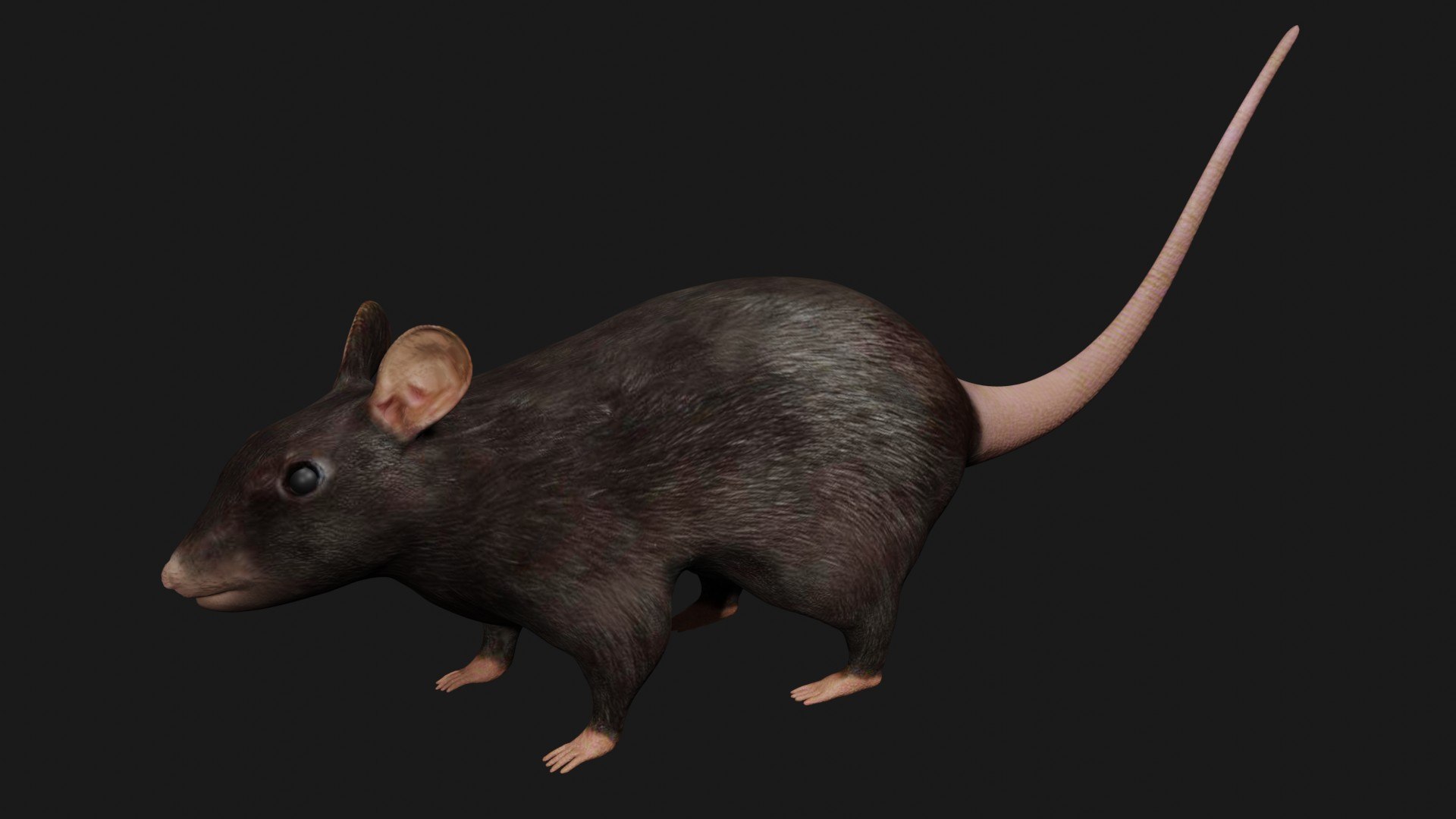 Black Mouse Rigged 3D Model - TurboSquid 1661445