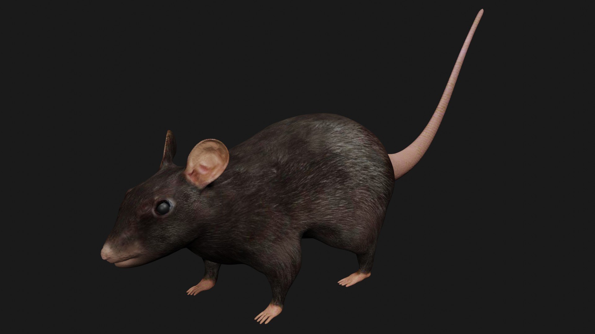 Black Mouse Rigged 3D Model - TurboSquid 1661445