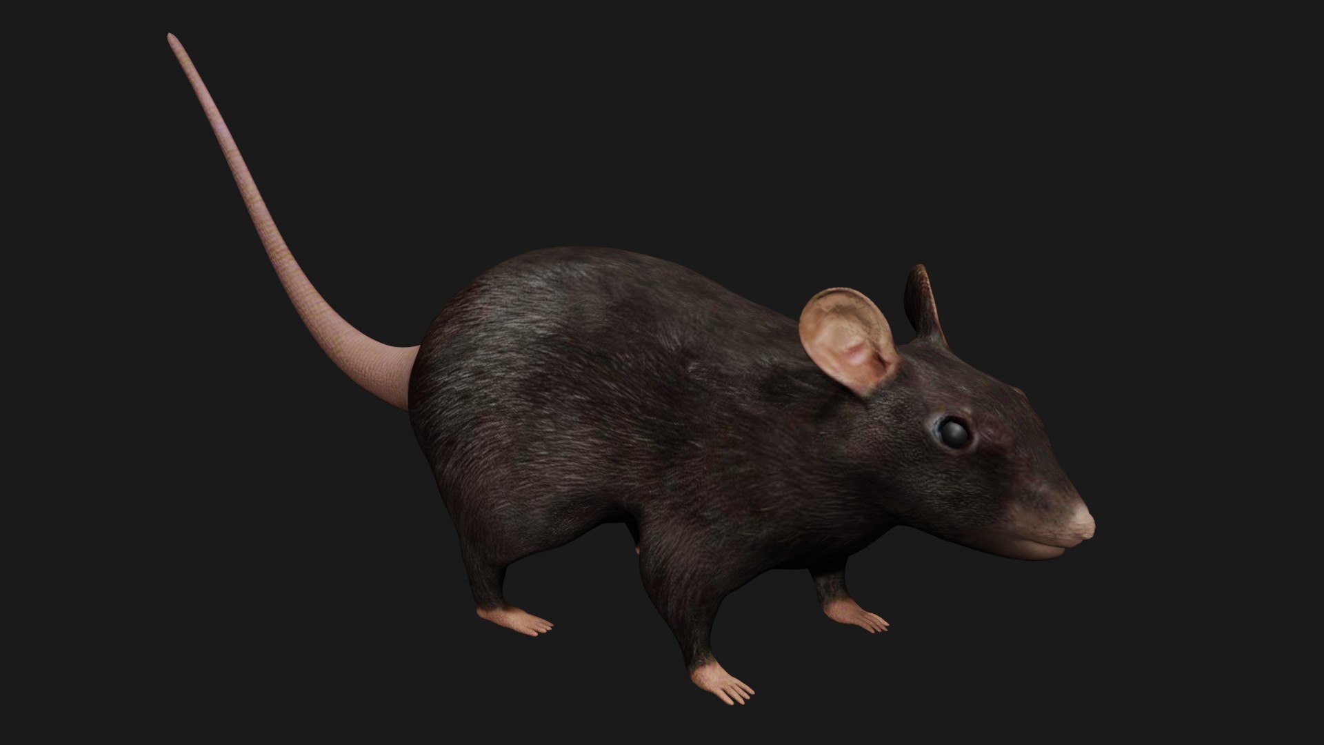 Black Mouse Rigged 3D Model - TurboSquid 1661445