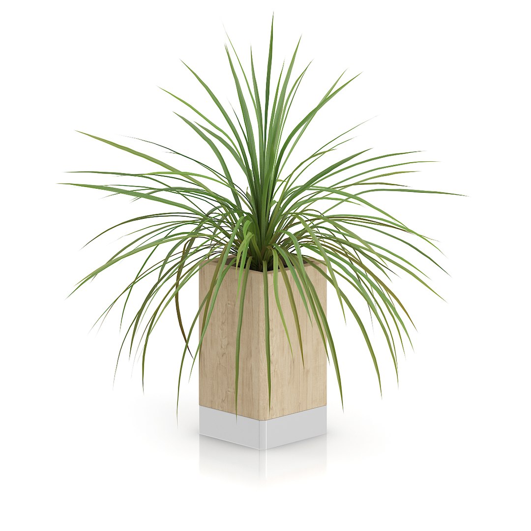 Max Small Palm Plant Wooden