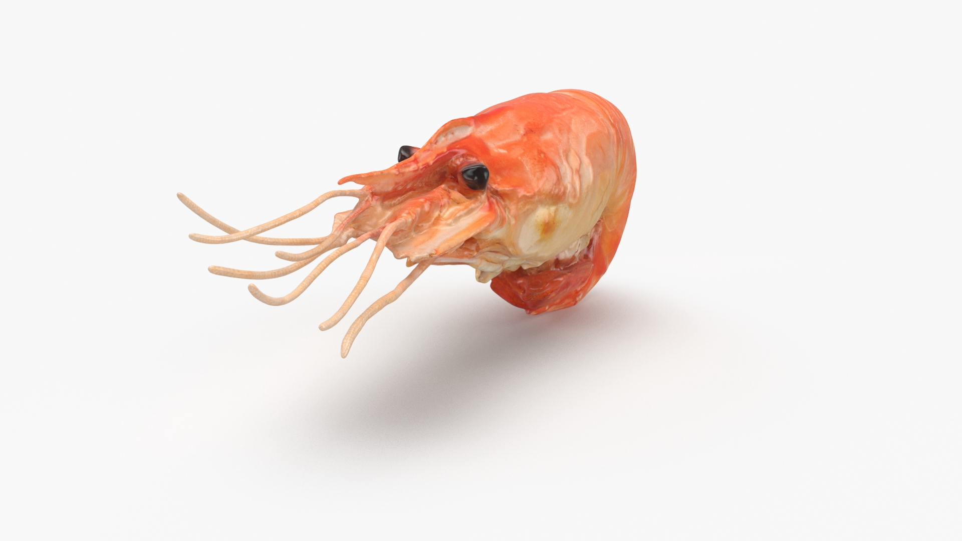 3D Shrimp(1) - TurboSquid 2106834