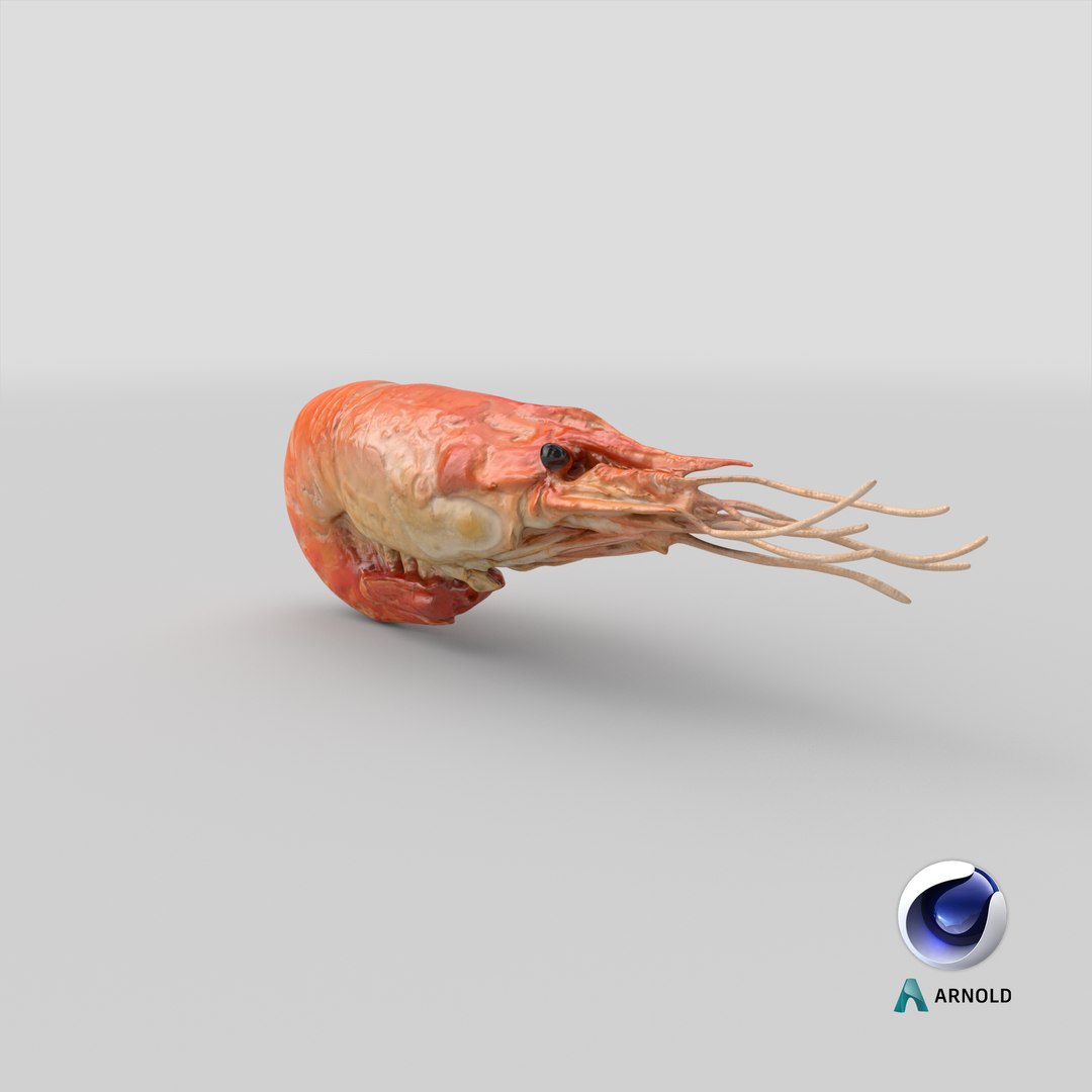 3D Shrimp(1) - TurboSquid 2106834