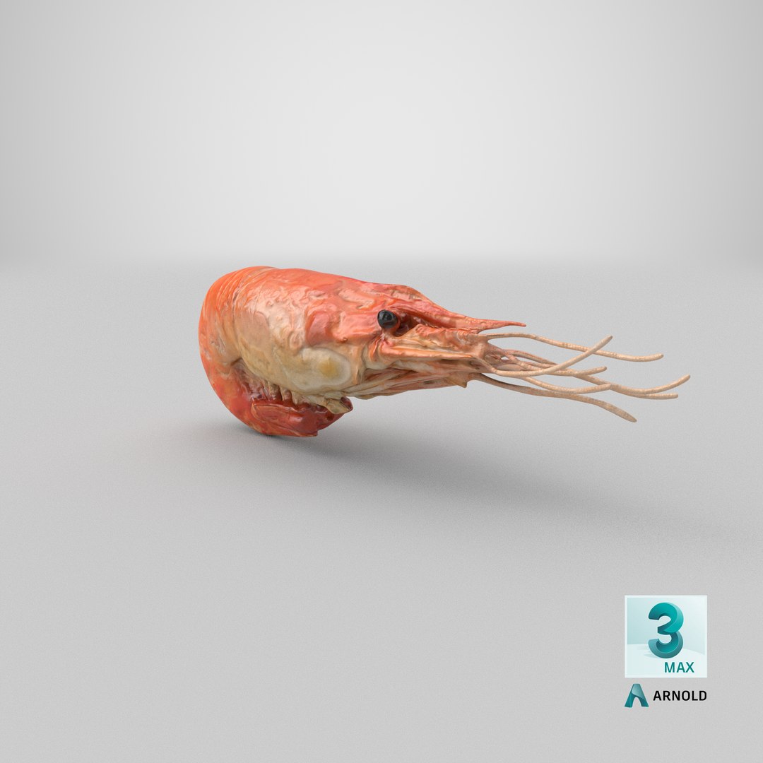 3D Shrimp(1) - TurboSquid 2106834